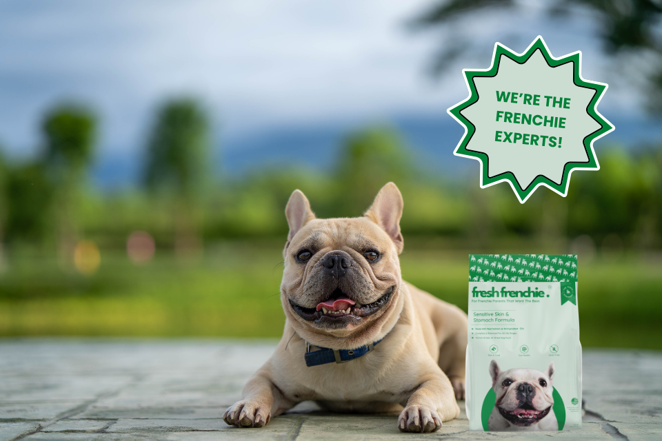 Fresh Frenchie